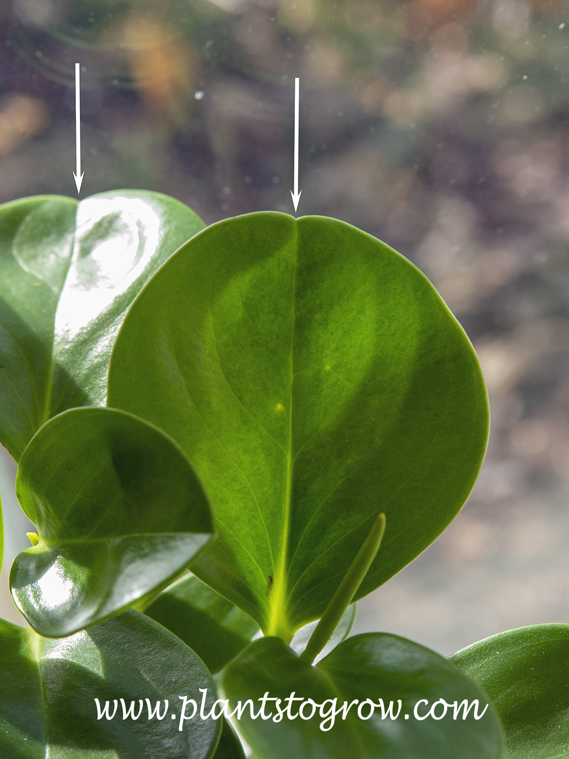 Retuse Leaves Have A Rounded Or Obtuse Apex With A Central Shallow Notch Plants To Grow 